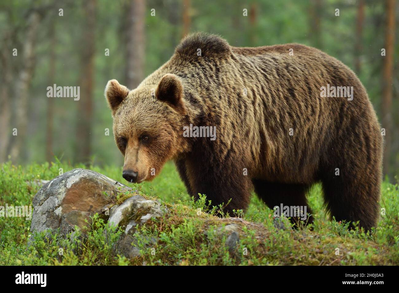 brown bear (ursus arctos Stock Photo - Alamy