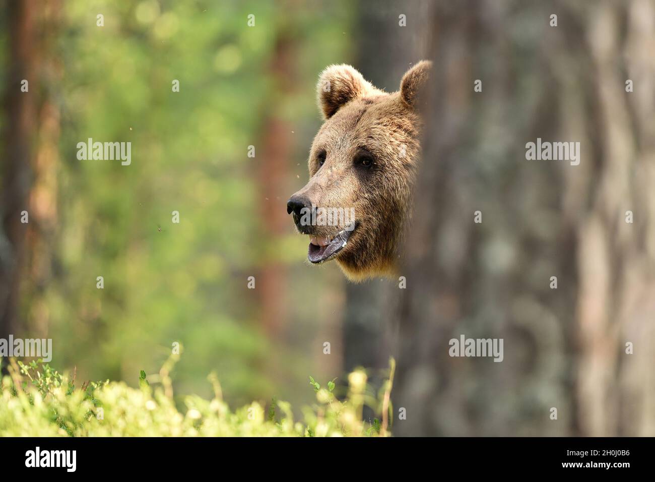 brown bear peek behind a tree Stock Photo - Alamy
