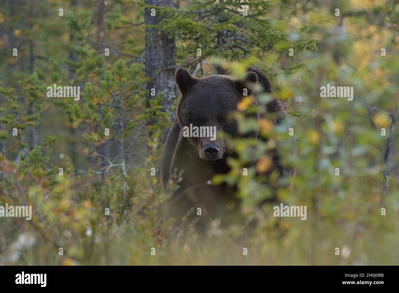 brown bear behind the bushes Stock Photo - Alamy
