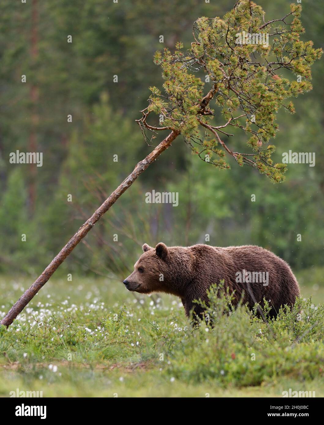 brown bear with a tree Stock Photo - Alamy