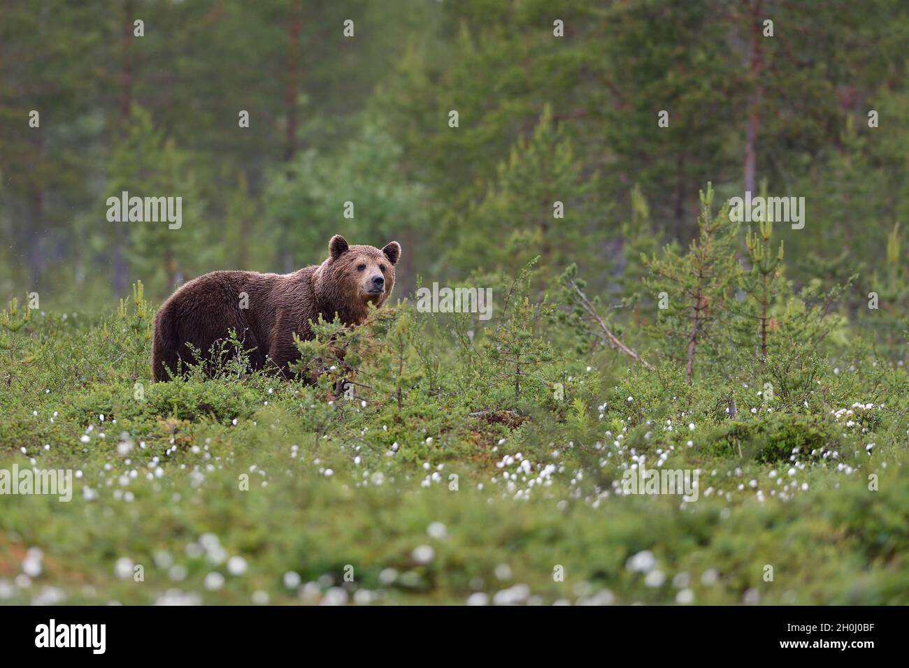 brown bear with forest background Stock Photo - Alamy