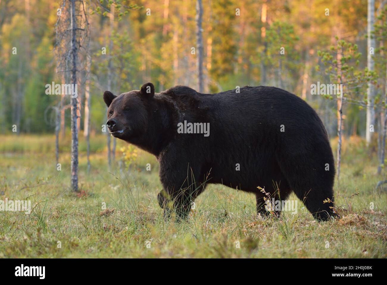 Bear at autumn hi-res stock photography and images - Alamy