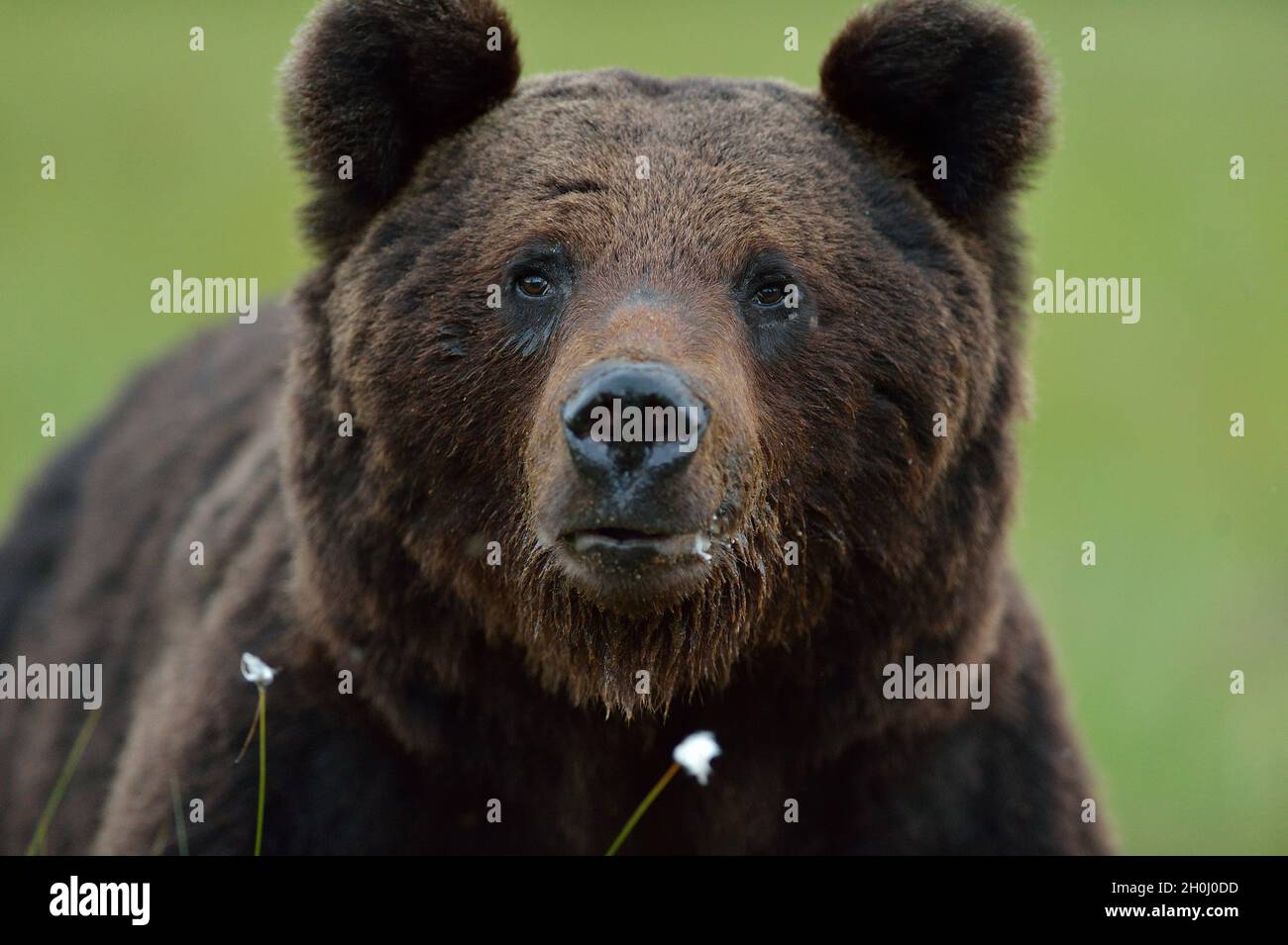 Male brown bear portrait Stock Photo - Alamy