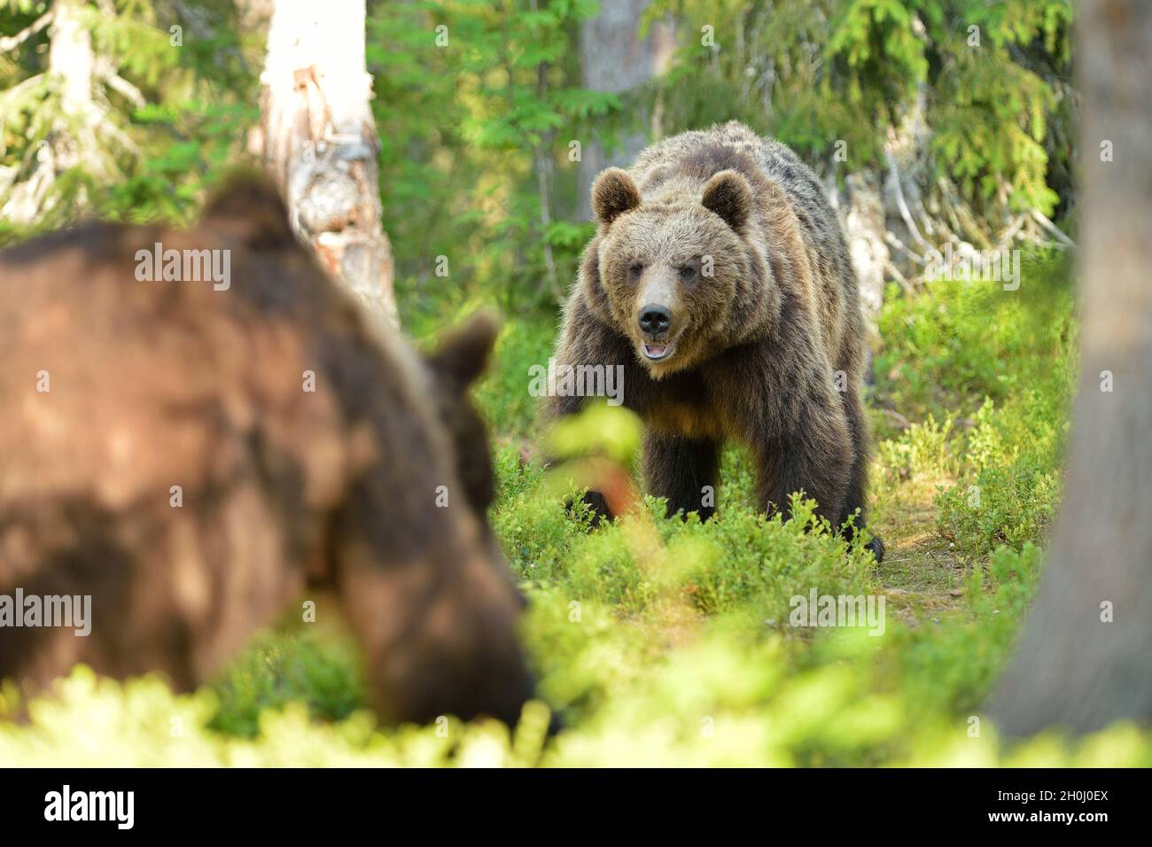 Bears face to face Stock Photo - Alamy