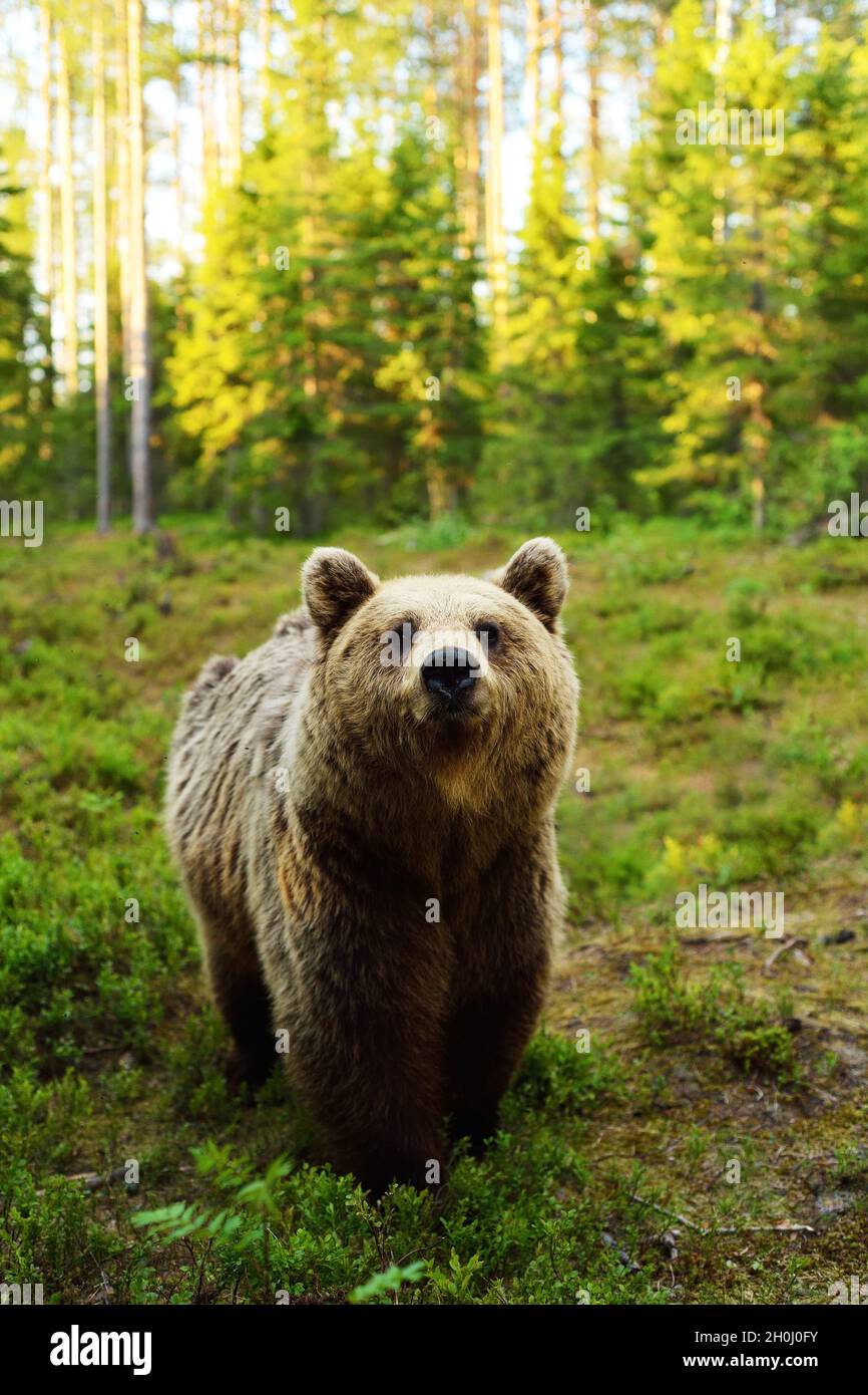 Brown bear in forest Stock Photo - Alamy