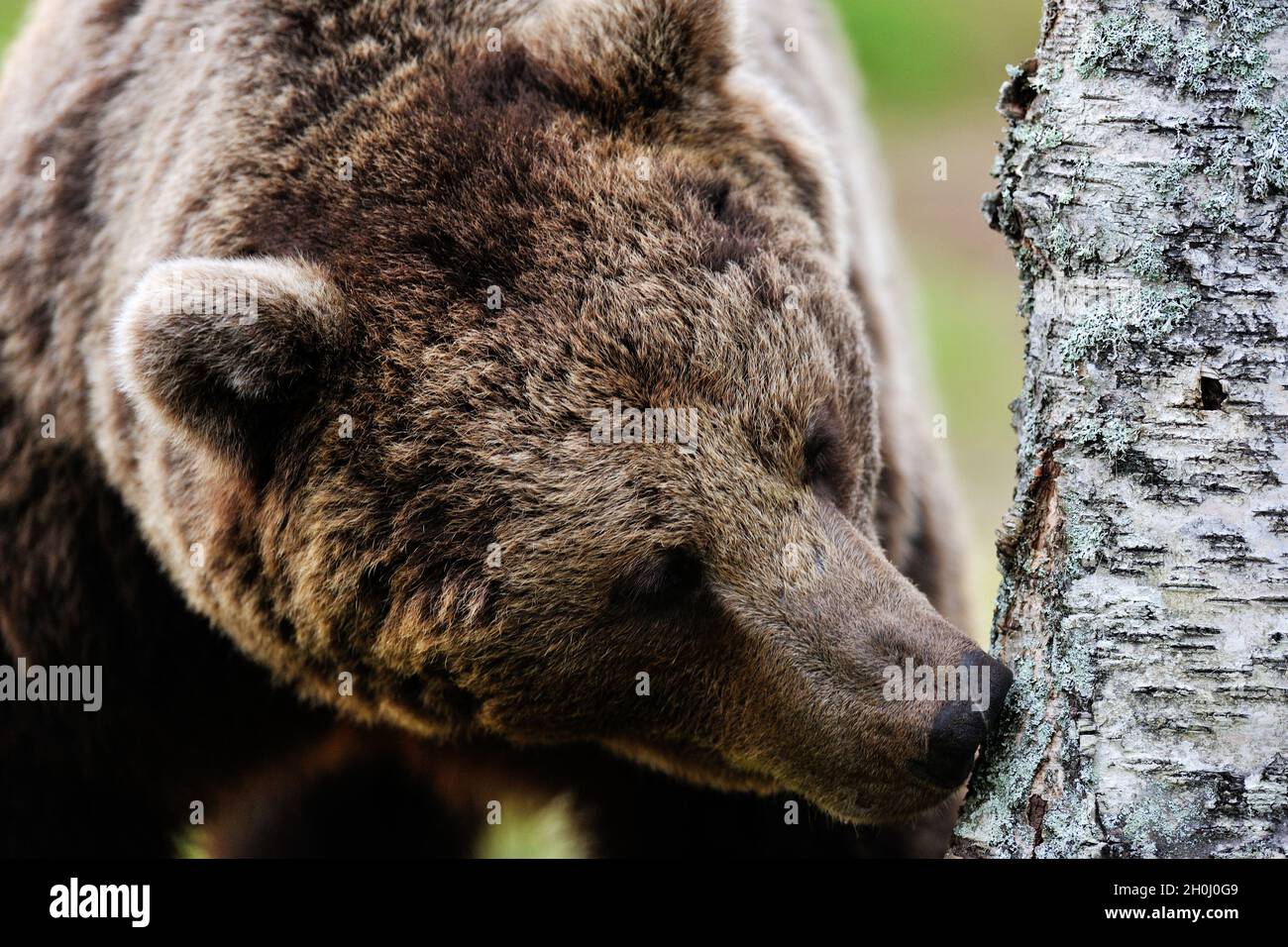 Brown bear sniffing a tree Stock Photo - Alamy