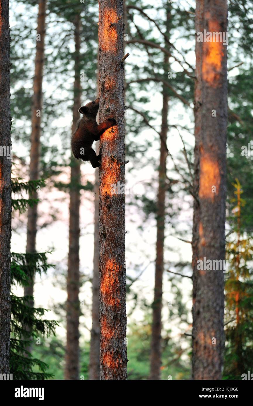 Bear cub hugging tree hi-res stock photography and images - Alamy
