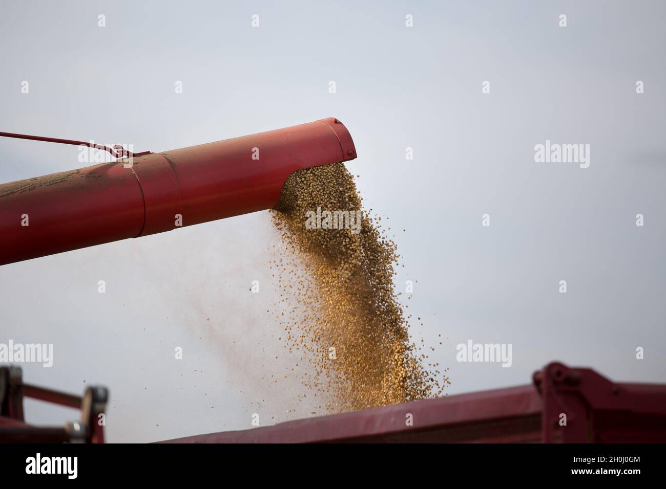 Close up of combine harvester loading tractor trailer with soybean ...