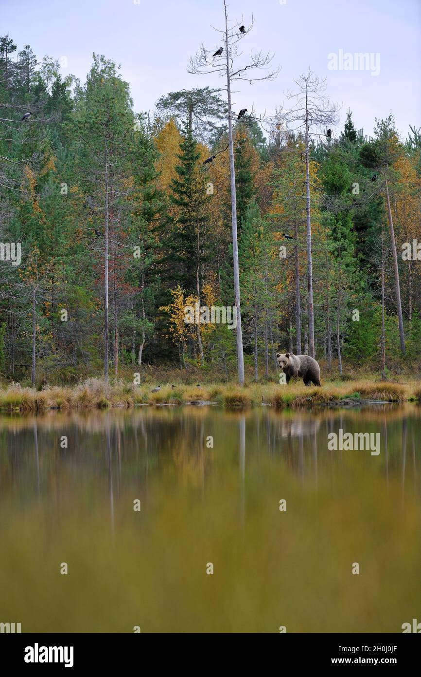 Bear walking near pond hi-res stock photography and images - Alamy