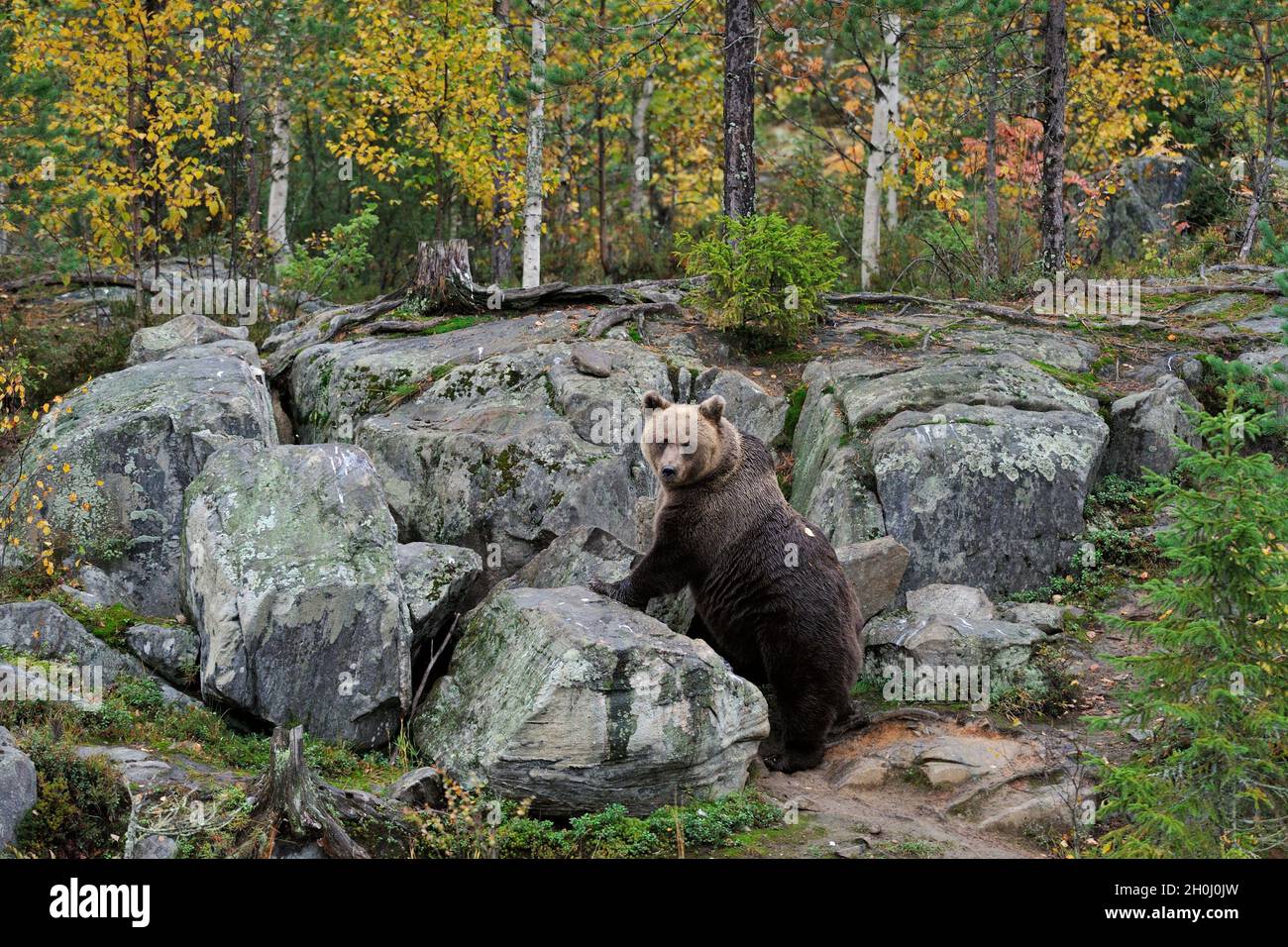 Brown Bear on the Rocks Stock Photo - Alamy