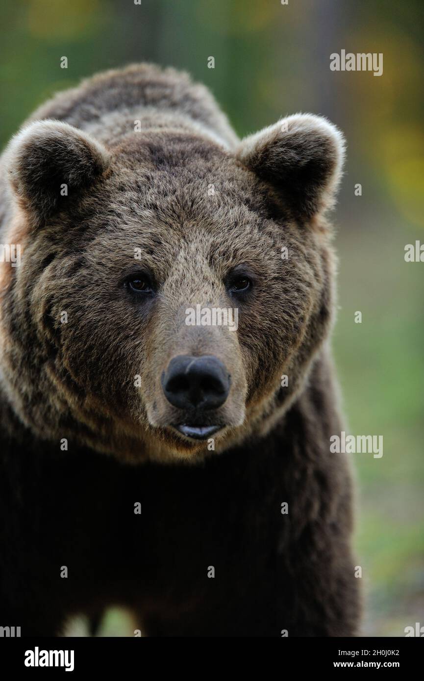 Brown Bear portrait Stock Photo - Alamy