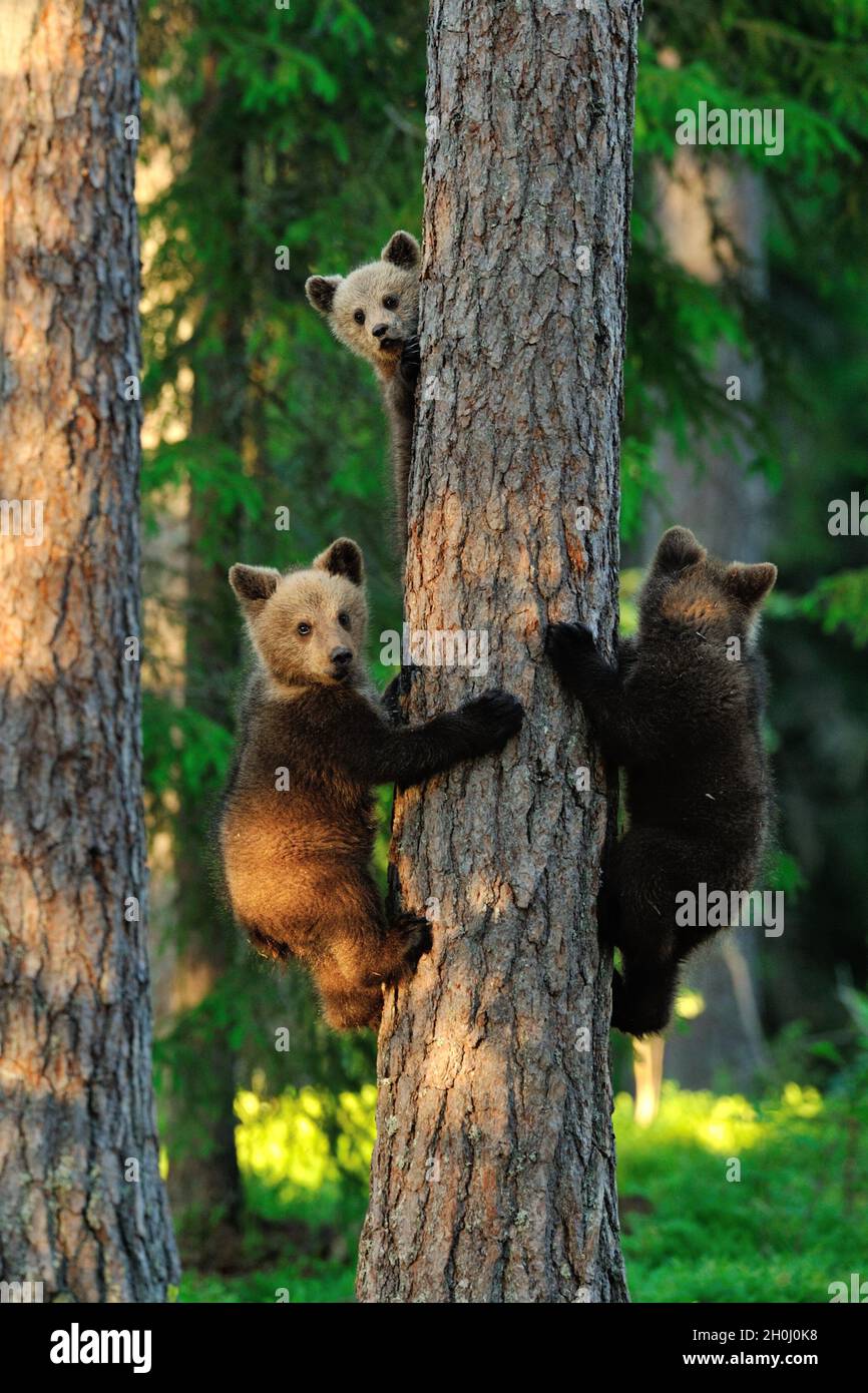 Bear cubs on a tree Stock Photo - Alamy