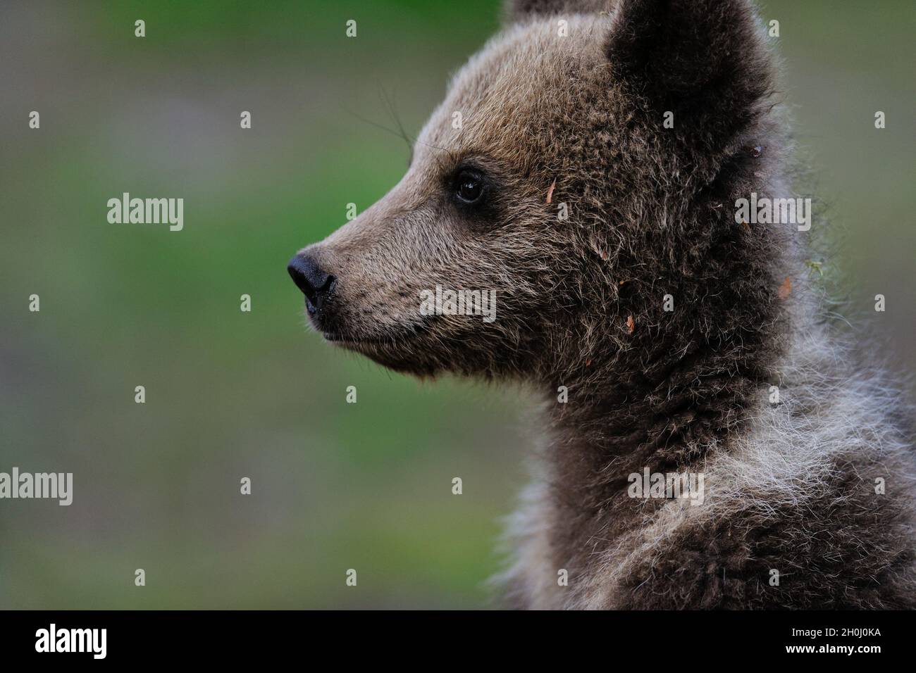 Brown bear cub portrait Stock Photo - Alamy