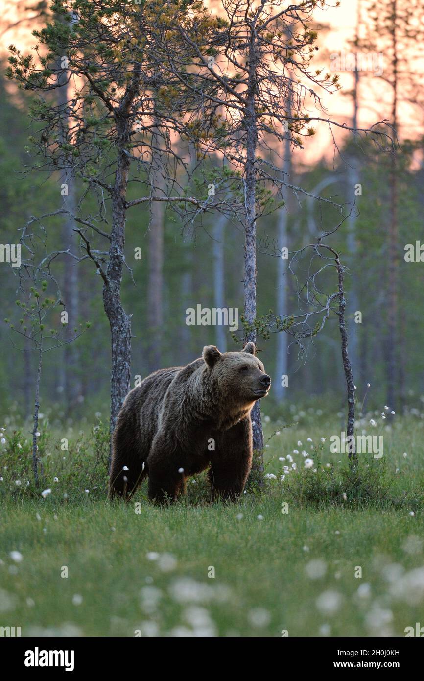 Big red bear hi-res stock photography and images - Alamy