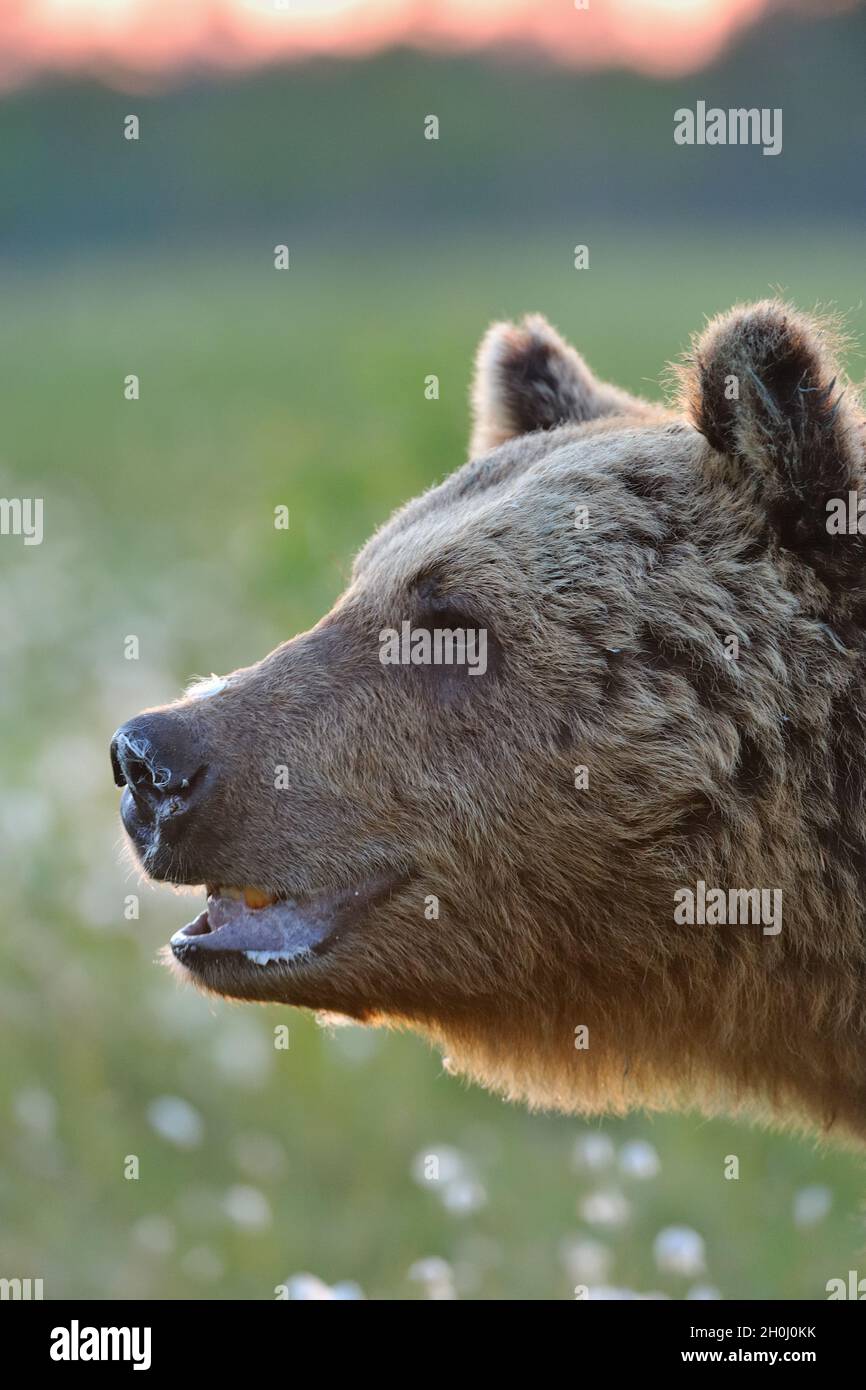 Old bear portrait Stock Photo - Alamy