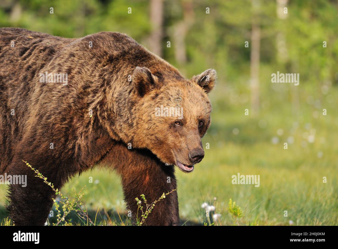 Bear close look Stock Photo - Alamy