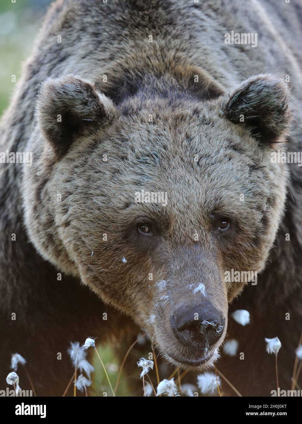 Old Male Bear Stock Photo - Alamy