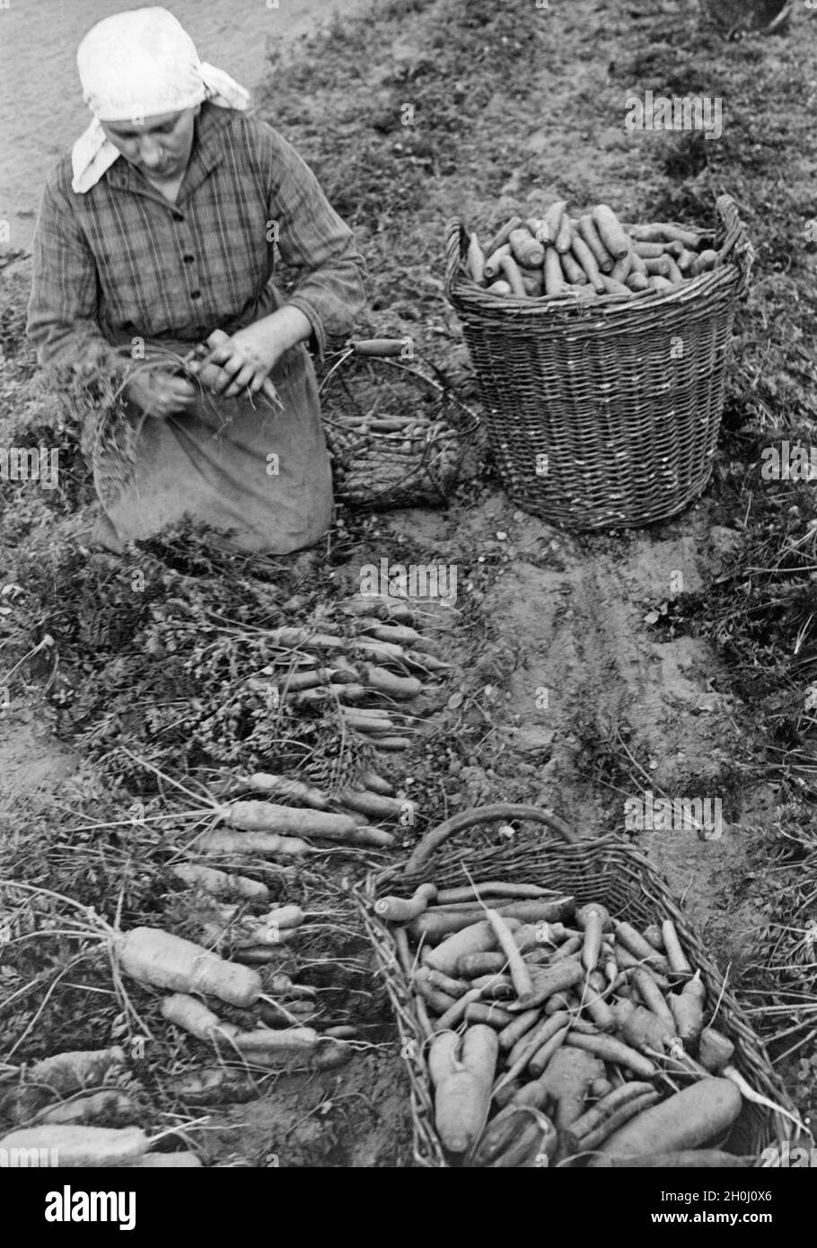 Harvester for carrots Black and White Stock Photos & Images - Alamy