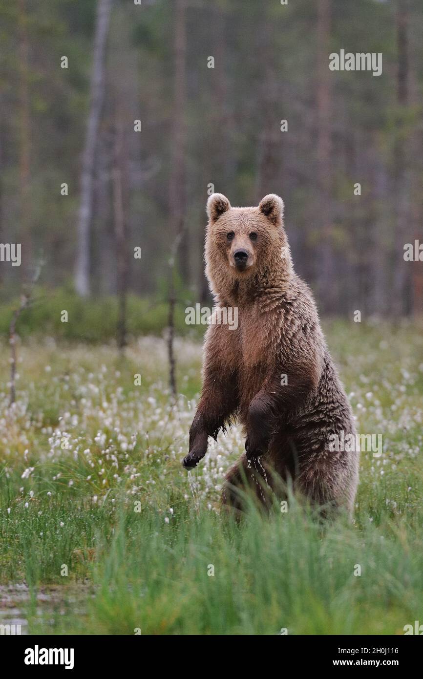 Two bear feet hi-res stock photography and images - Alamy