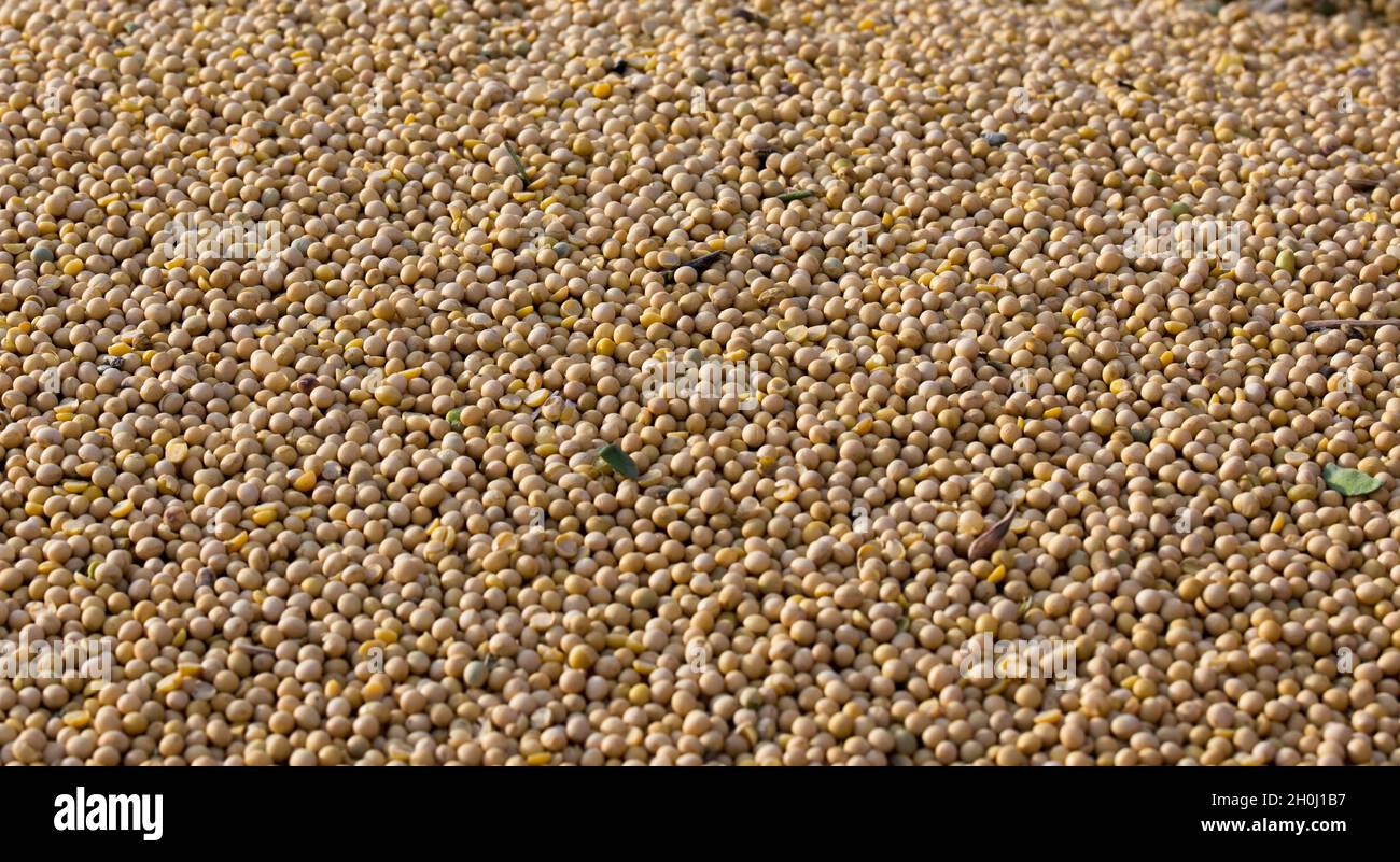 Soybean backdrop hi-res stock photography and images - Alamy