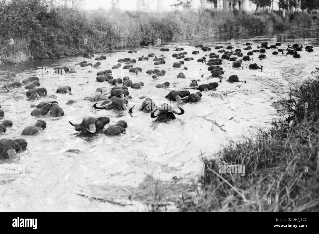 Water buffalo swim through a canal in the Pontine plain south of Rome ...
