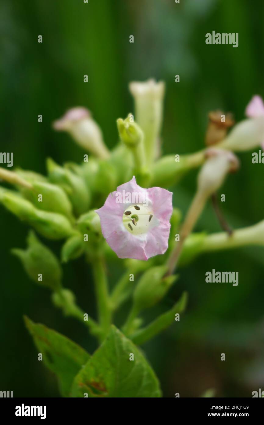 Nicotiana (tobacco plants) flower with a natural background Stock Photo ...