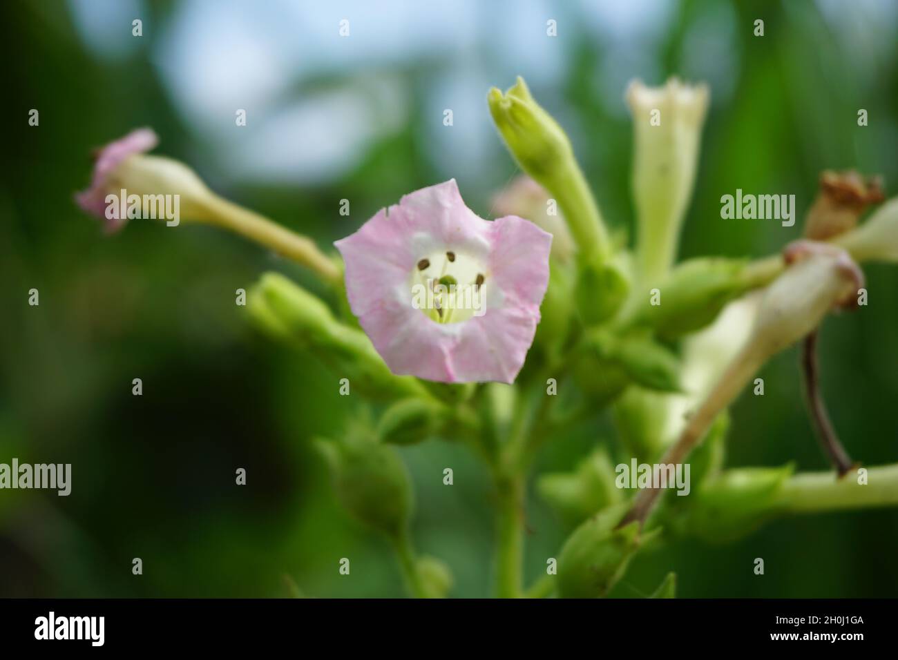Nicotiana (tobacco plants) flower with a natural background Stock Photo ...