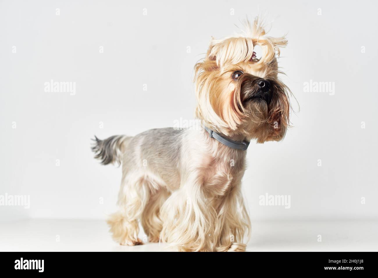 Yorkshire Terrier mammals friend of human isolated background Stock ...