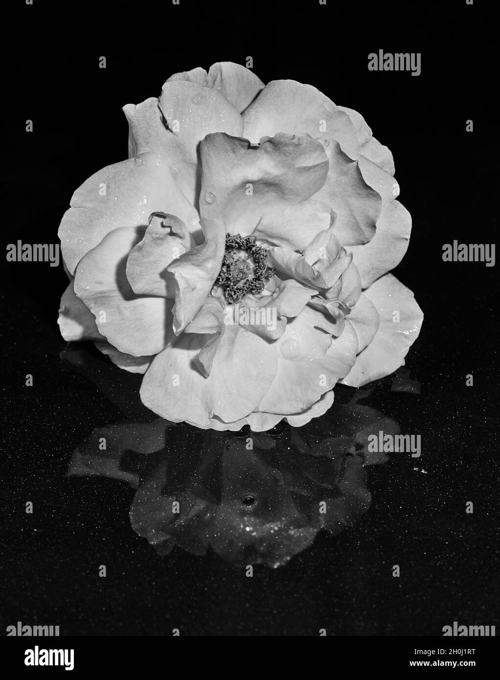 Grayscale shot of blooming rose with reflection on a black surface ...