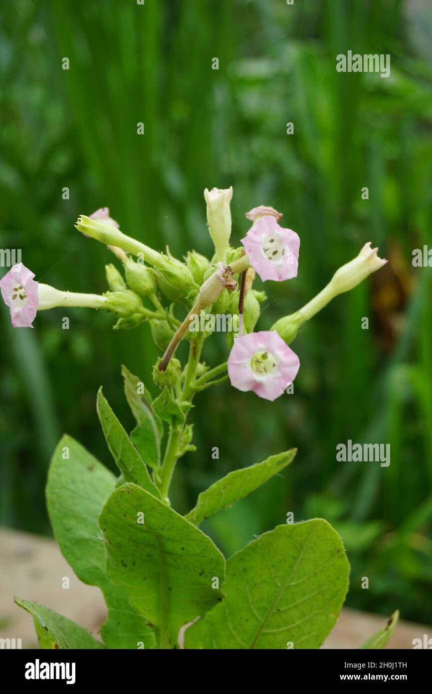 Nicotiana (tobacco plants) flower with a natural background Stock Photo ...