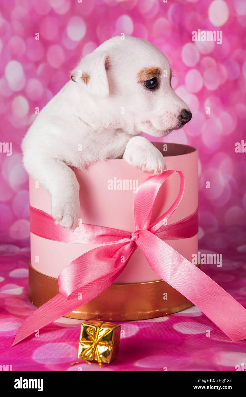 Cute white puppy dog on pink box with bow Stock Photo - Alamy