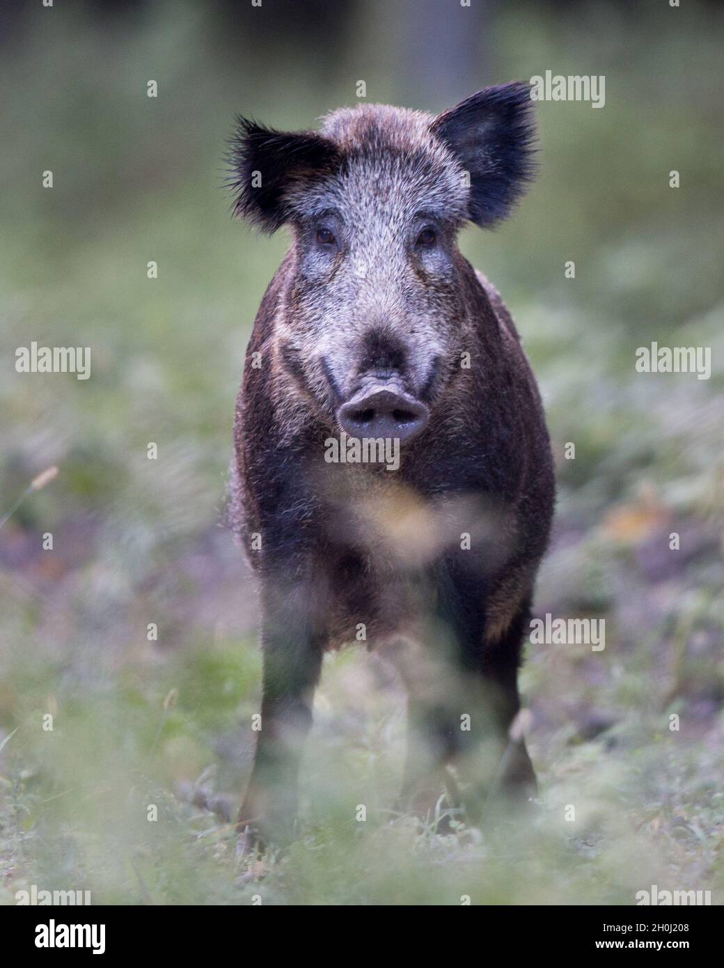 Portrait of wild boar looking at camera. Wildlife in natural habitat ...