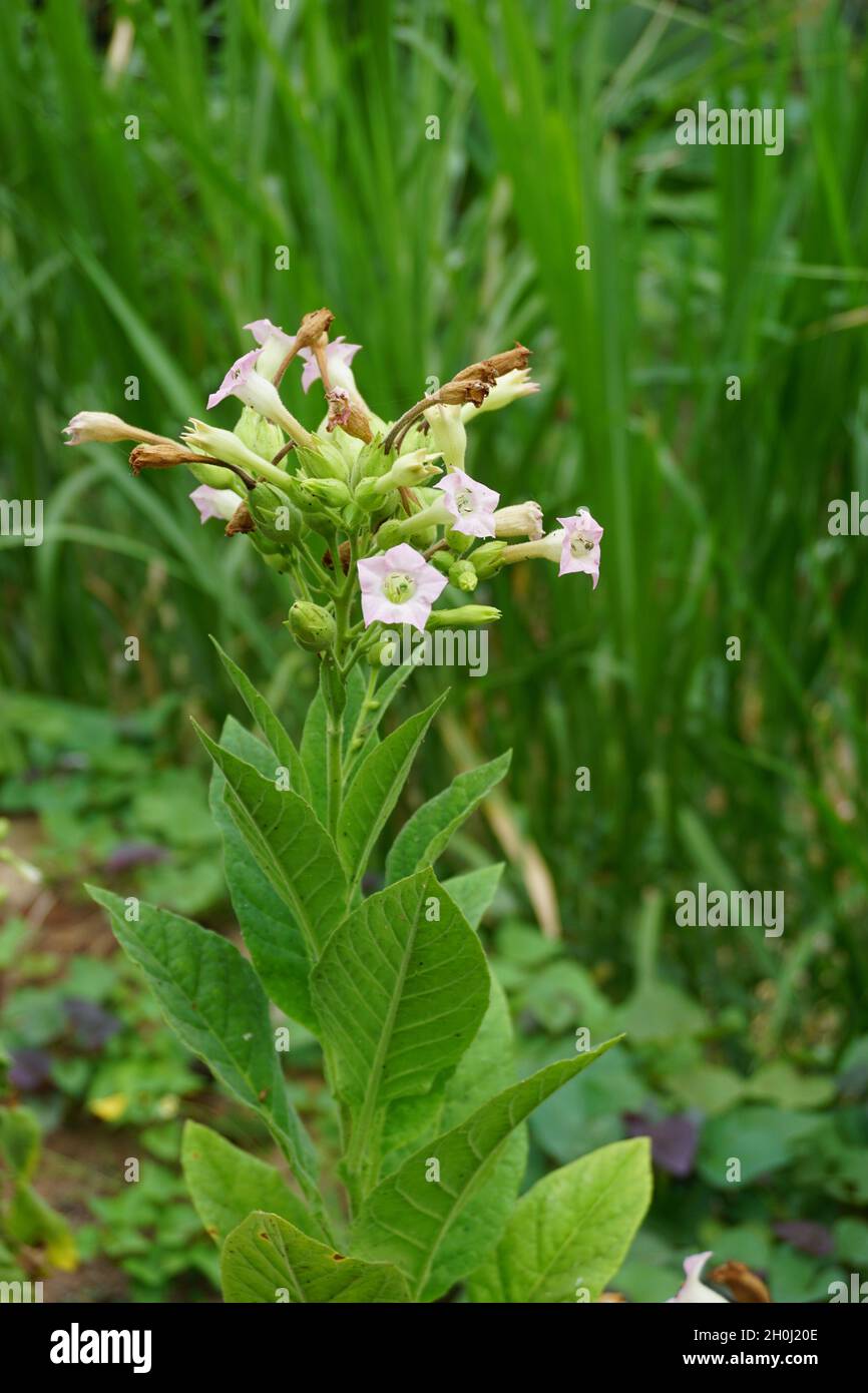 Nicotiana (tobacco plants) flower with a natural background Stock Photo ...