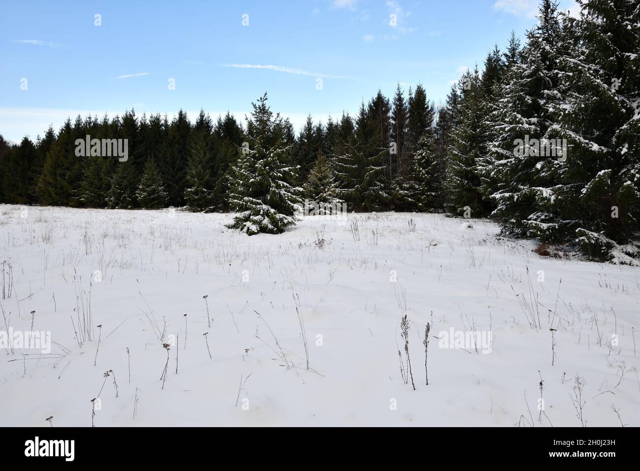 Spruce hi res hi-res stock photography and images - Alamy