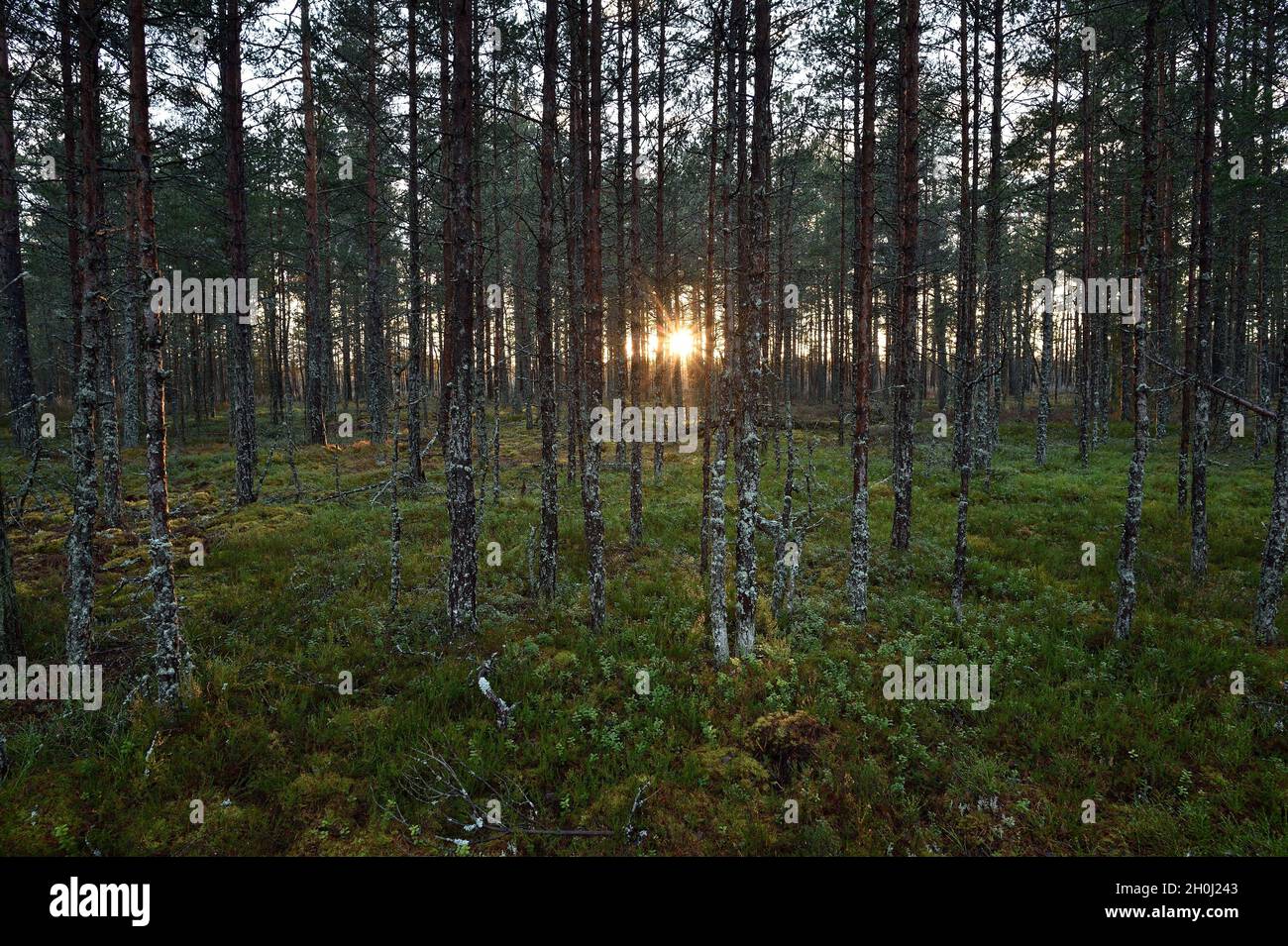 Sun peeking behind of trees. Forest at sunset. Sunset in forest ...