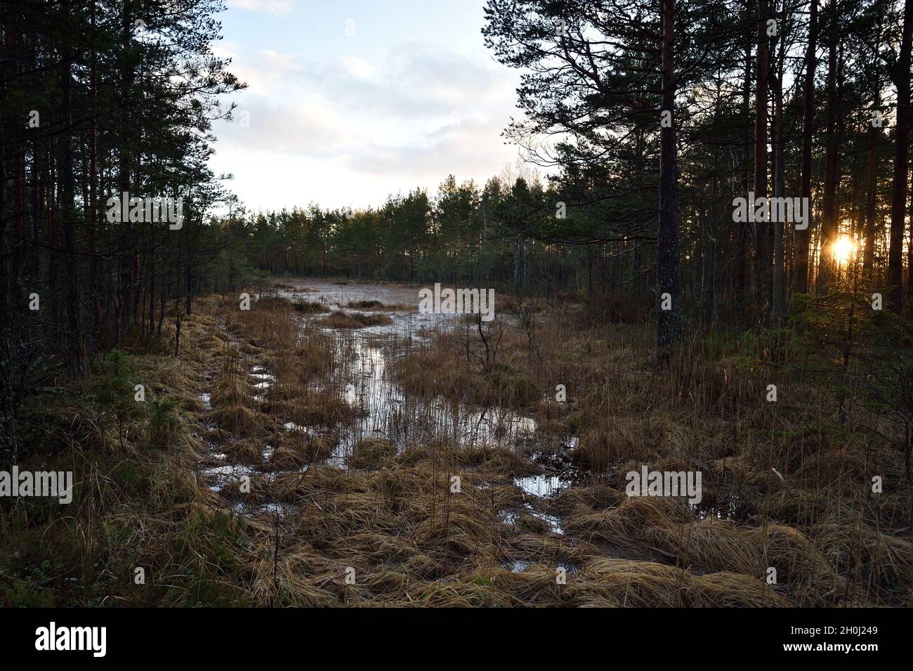 Wetland with trees. Estonian bog Stock Photo - Alamy
