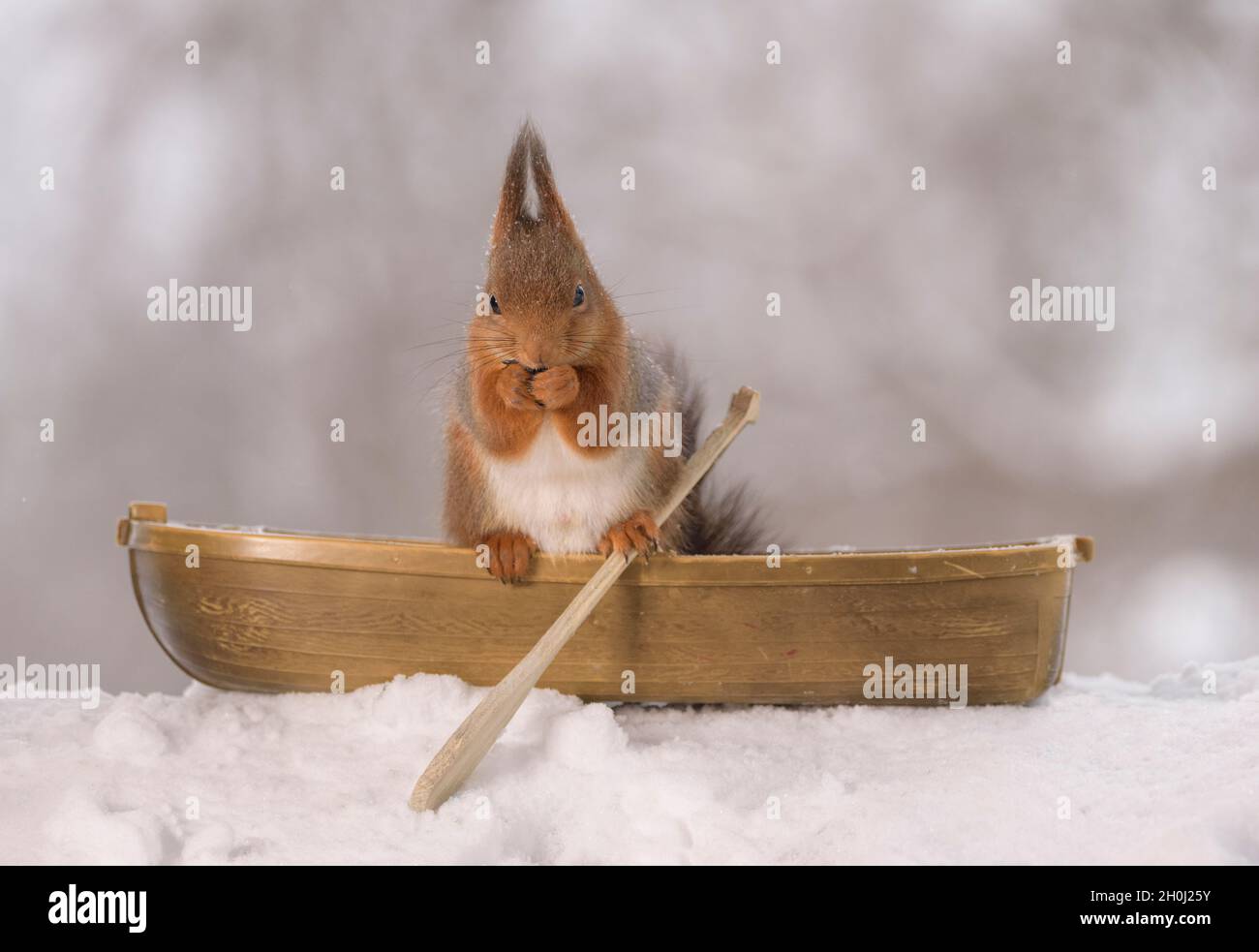 Red squirrel with a oar sitting in a rowing boat hi-res stock ...