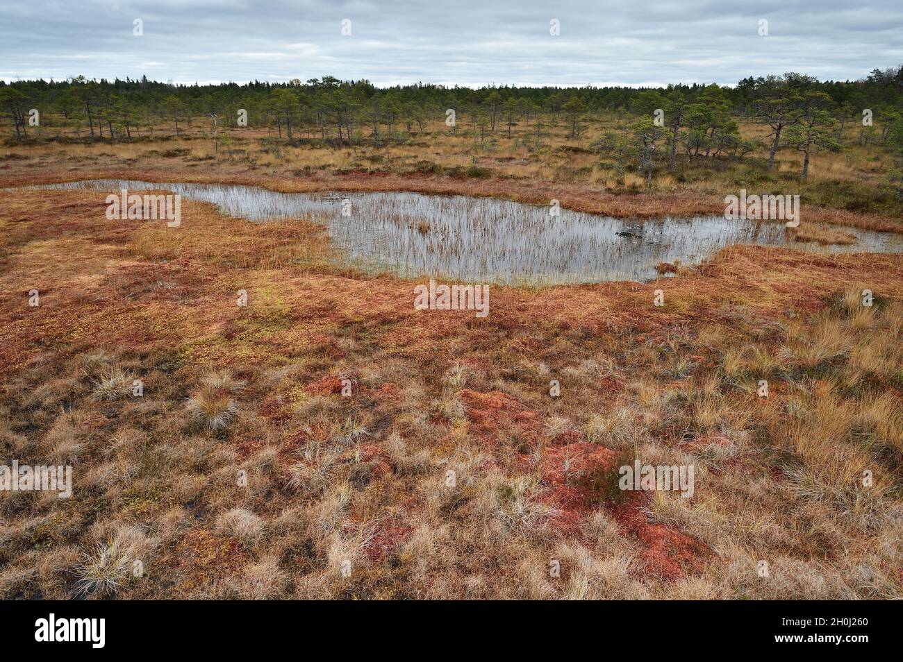Natural bog pools hi-res stock photography and images - Alamy