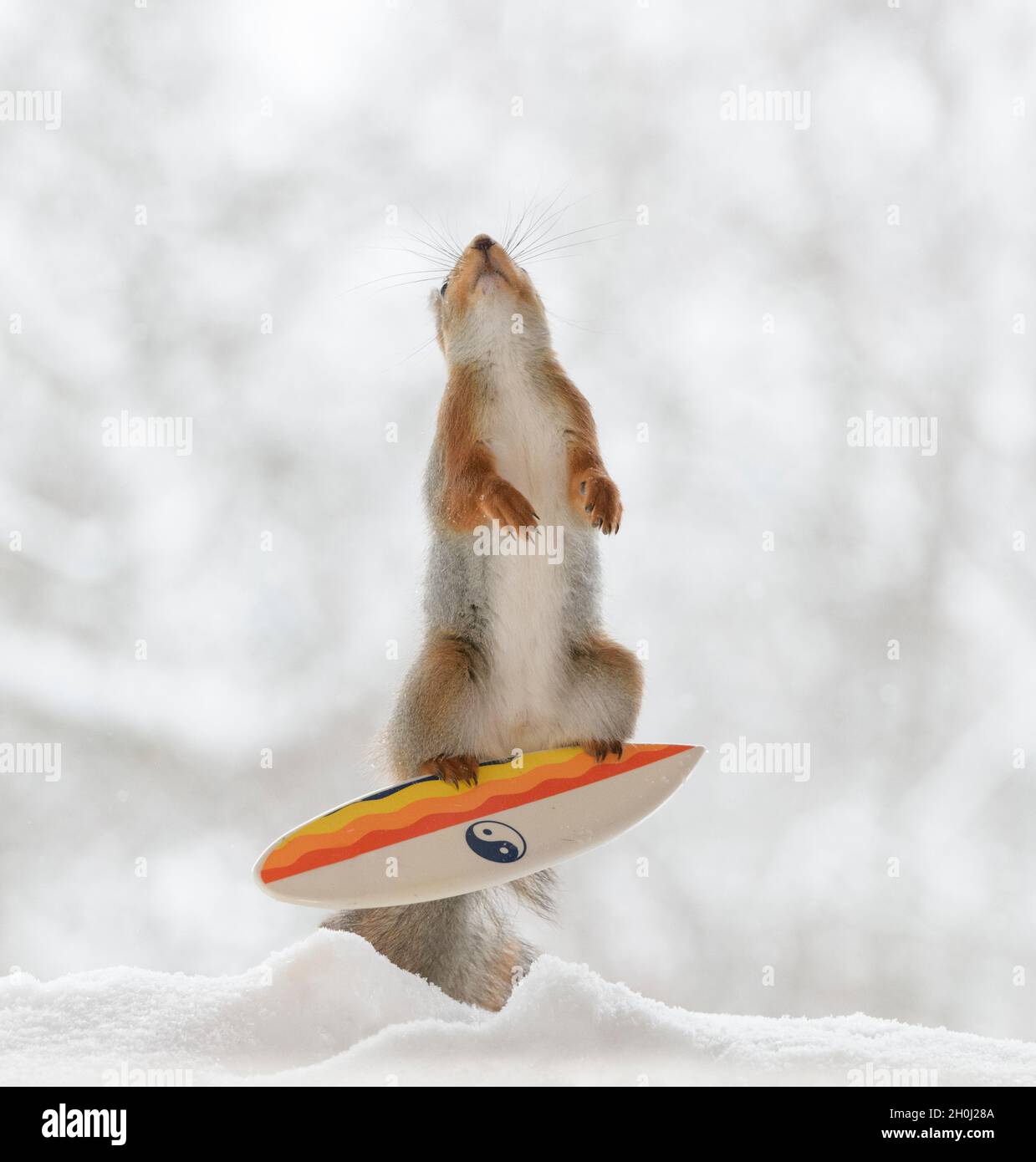Red squirrel is standing on a snowboard looking up Stock Photo - Alamy