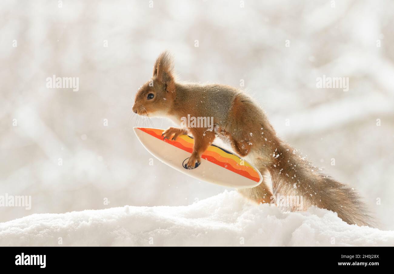 Red squirrel is stepping on a snowboard Stock Photo - Alamy