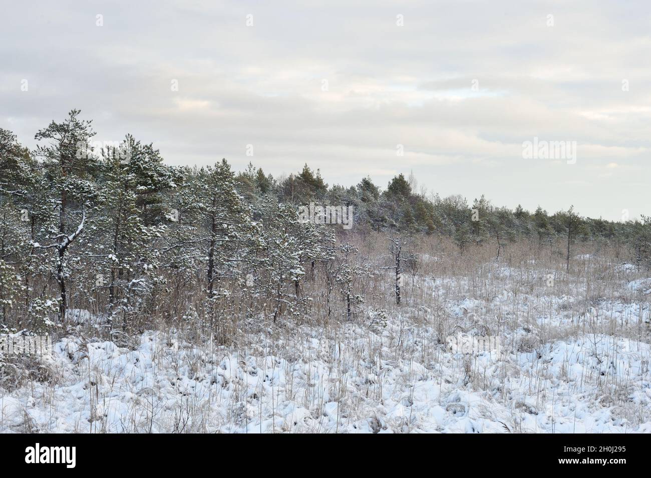 Bog marsh hi-res stock photography and images - Alamy