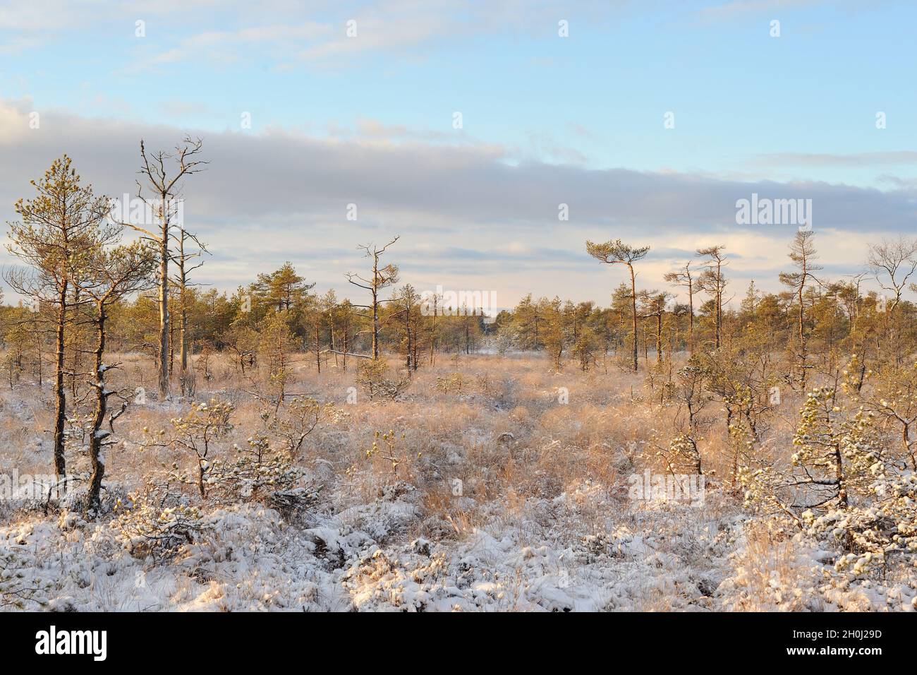 Bog marsh hi-res stock photography and images - Alamy