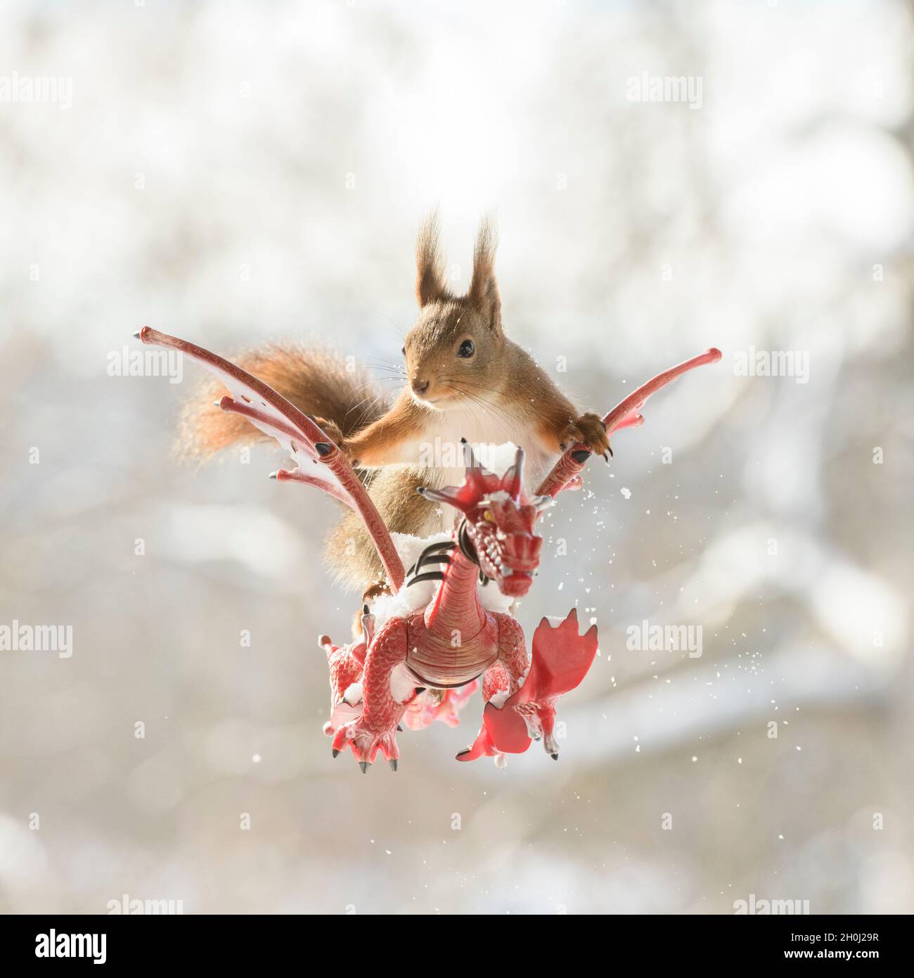 Fantasy squirrel hi-res stock photography and images - Alamy