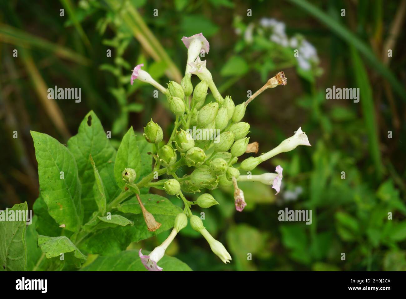 Nicotiana (tobacco plants) flower with a natural background Stock Photo ...
