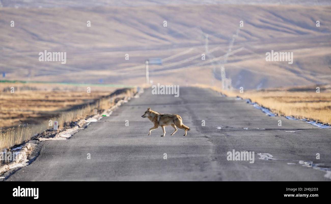 Xining. 21st Jan, 2020. A wild wolf is seen at the source of the Yellow ...