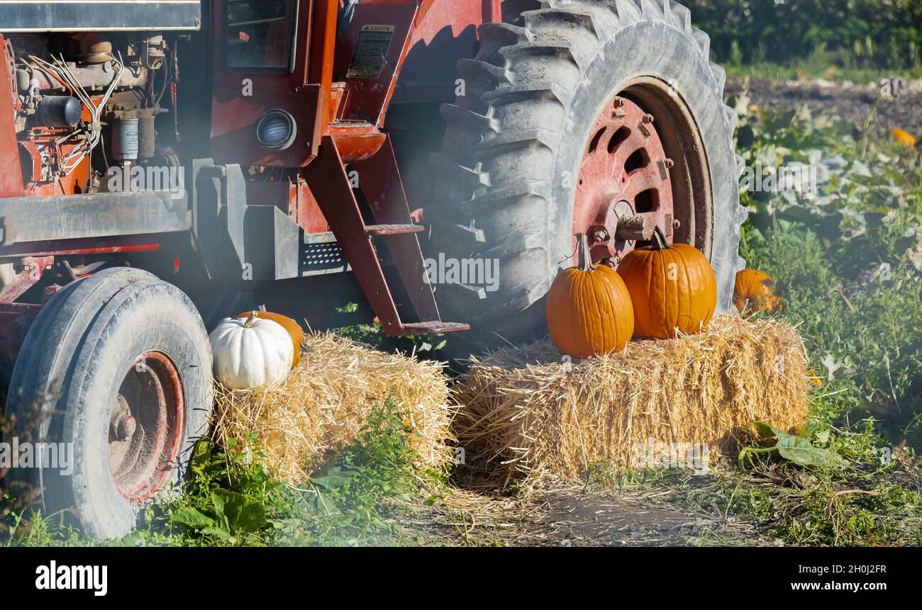 Close up a farmer's tractor displays an autumn bounty in countryside. A ...