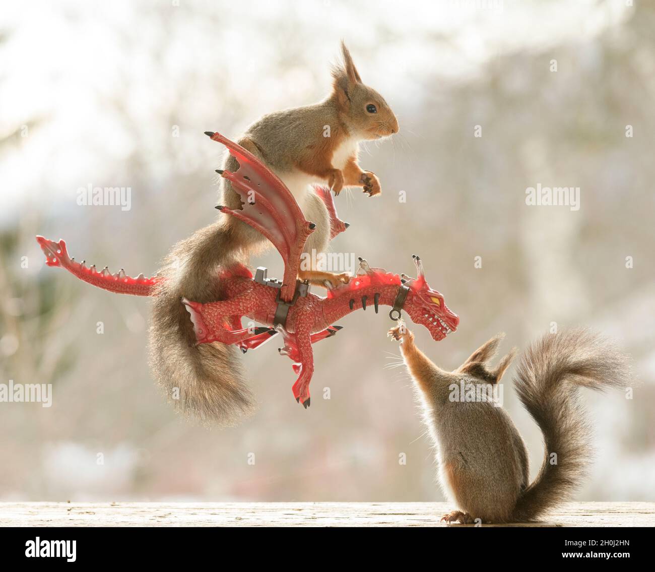 Dragon nail hi-res stock photography and images - Alamy