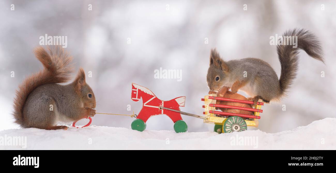 Red squirrels with horse hi-res stock photography and images - Alamy