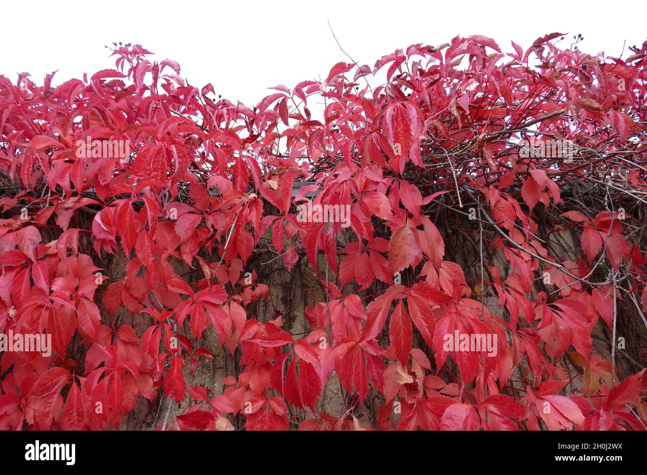 Red vine leaves hi-res stock photography and images - Alamy