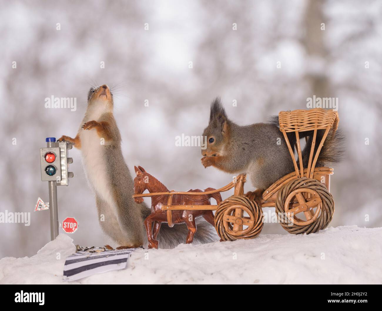 Red squirrels with horse hi-res stock photography and images - Alamy